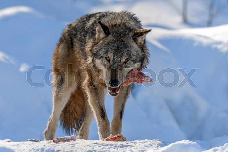 Wolves Eating Meat