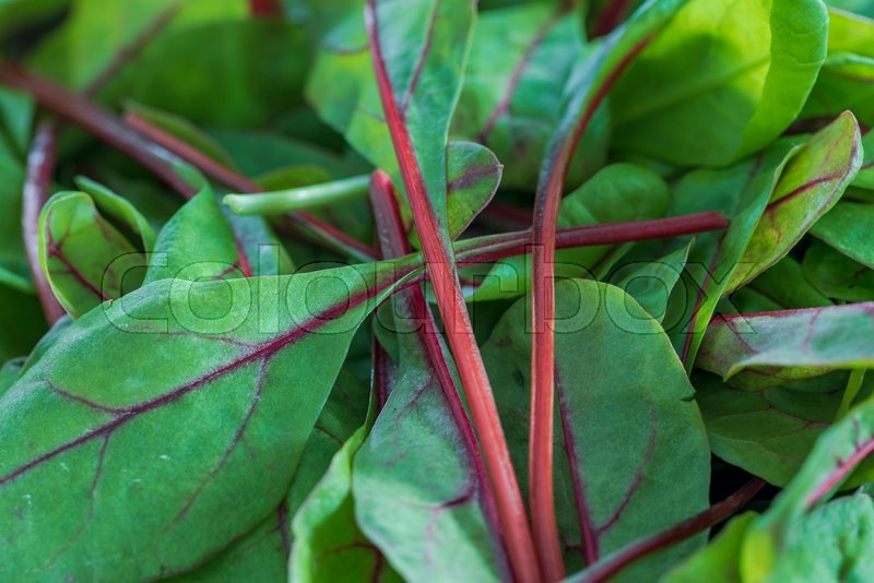 Close-up of small leaves with red stems ... | Stock image | Colourbox