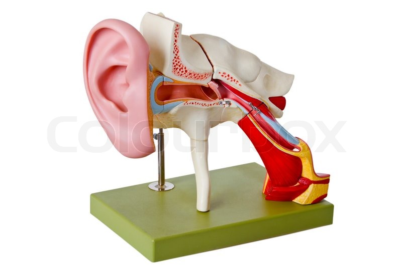 Auditory canal | Stock image | Colourbox