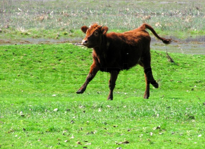 Bull-calf | Stock image | Colourbox