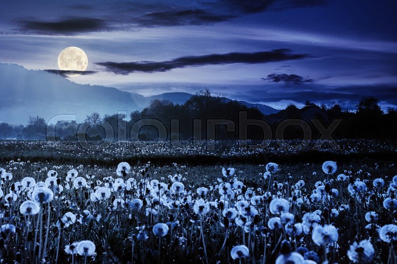 Moon And Field