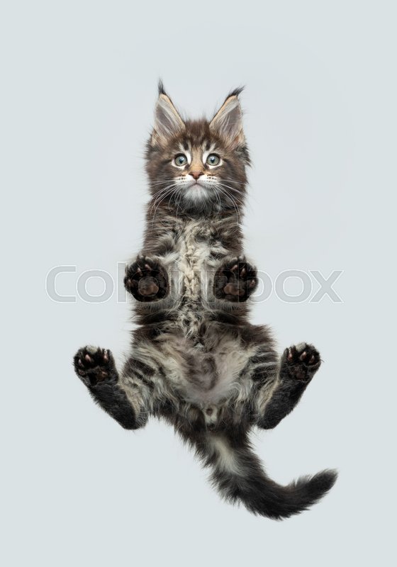 Cat Under Glass Table