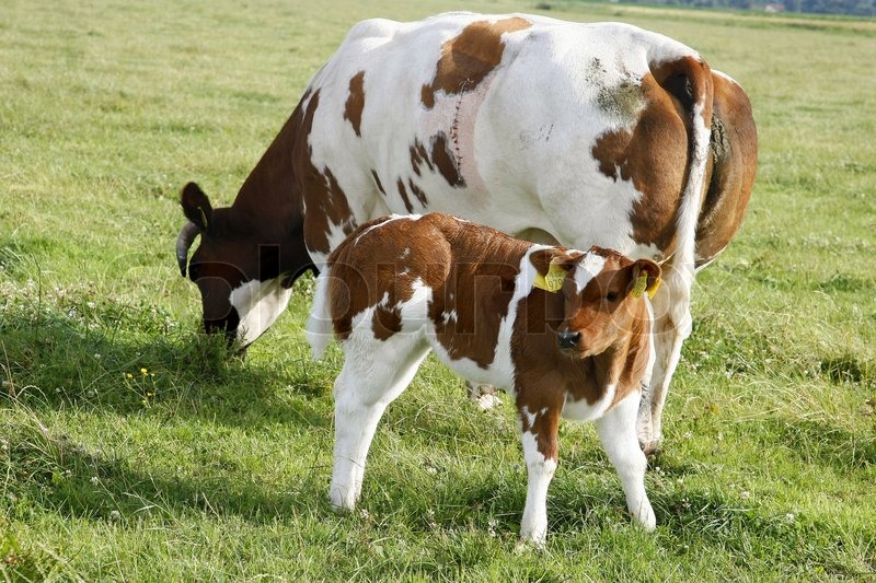 Kuh mit Kalb auf einer Wiese, Mutter hat ... | Stock Bild | Colourbox