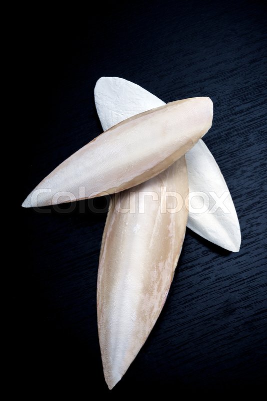 Cuttlefish Bone