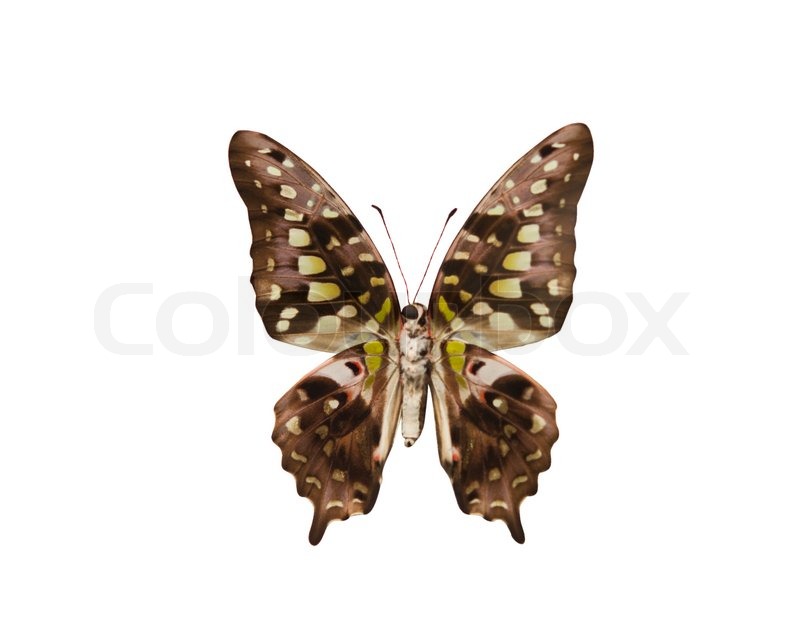 Beautiful butterfly isolated | Stock image | Colourbox