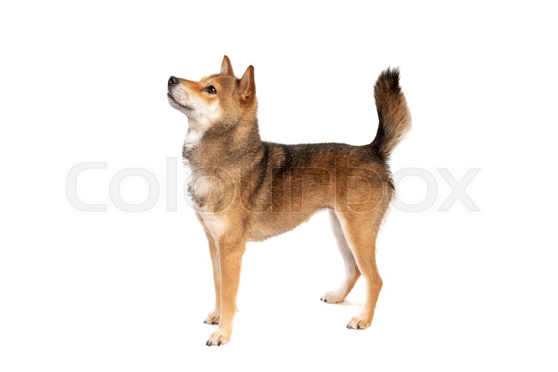Can Shikoku Be White