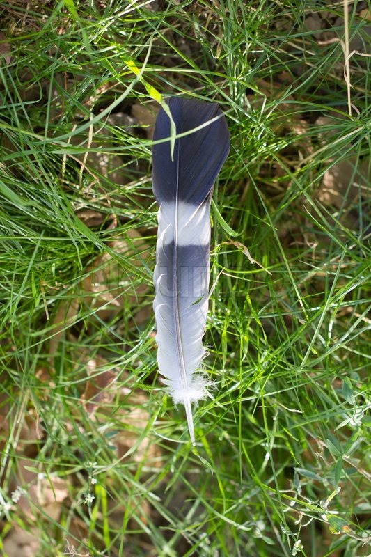Pigeon feather in nature | Stock image | Colourbox