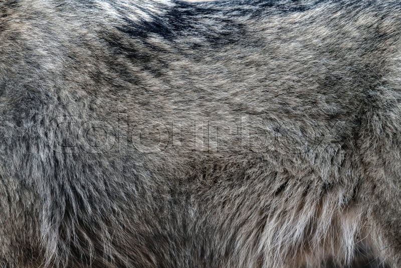 White Wolf Fur Texture