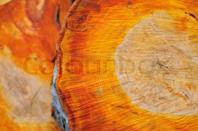 Erle Stamm Holz Textur | Stock Bild | Colourbox