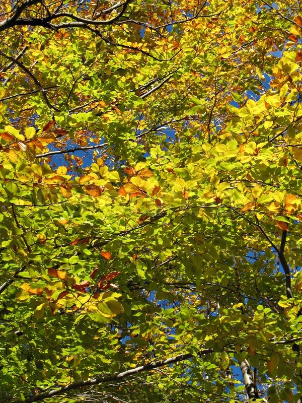 Green-golden foliage and branches of an ... | Stock image | Colourbox