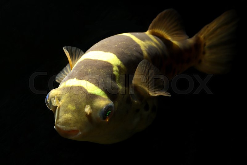Common aquarium fish, the Green ... | Stock image | Colourbox