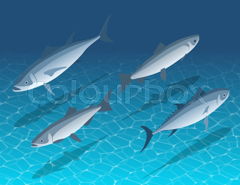 Isometric sea fish in water front and ... | Stock vector | Colourbox
