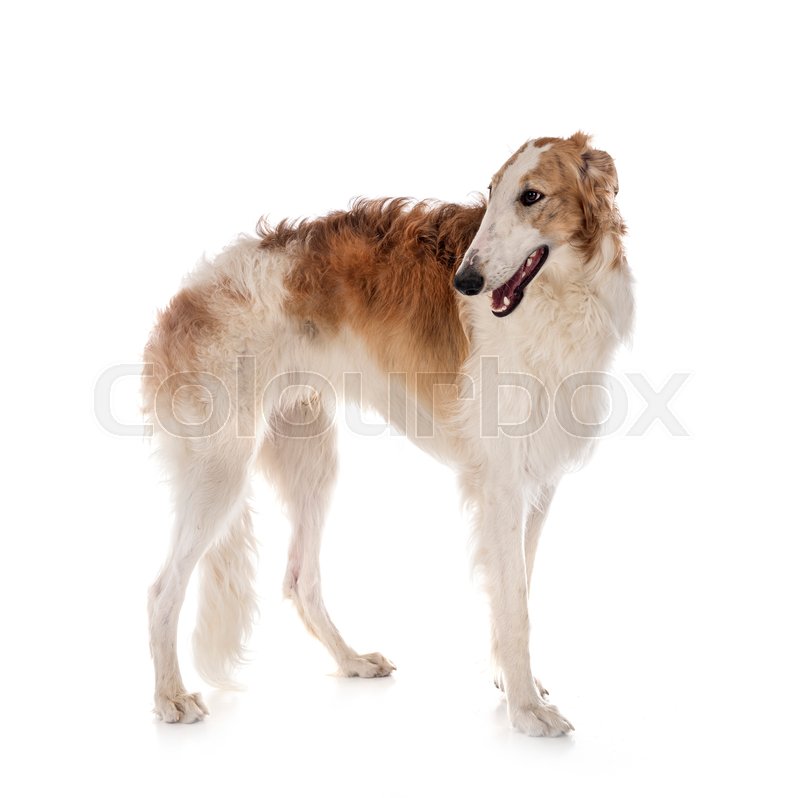 Young borzoi in front of white ... | Stock image | Colourbox