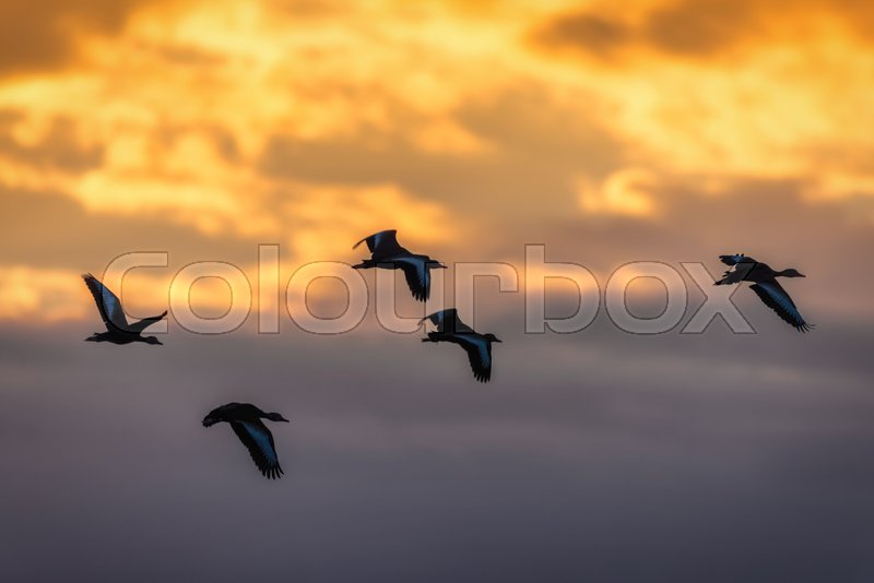 Ducks Flying Sunset