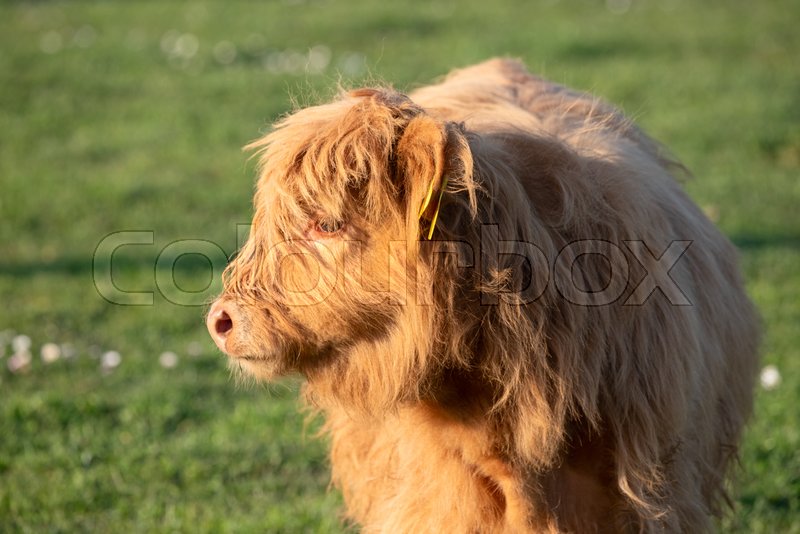 Scottish highland cattle bread cow on ... | Stock image | Colourbox