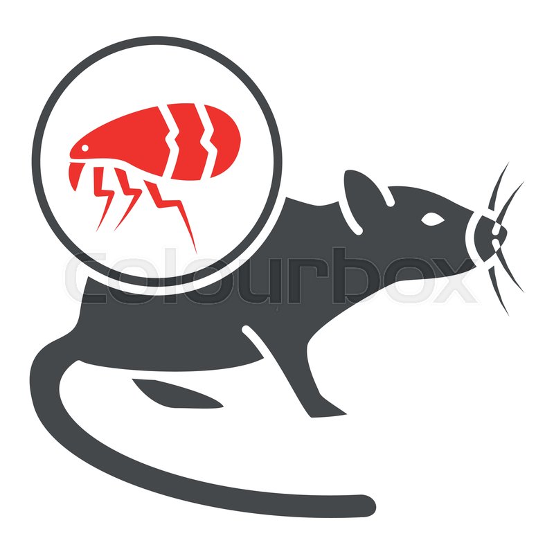 Rodent Fleas