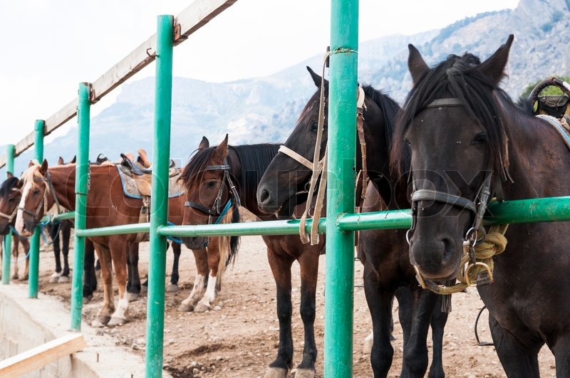 Pferd im Stall | Stock Bild | Colourbox