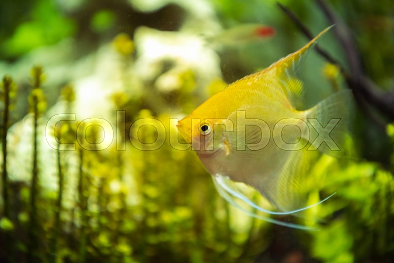 Freshwater Yellow Angelfish