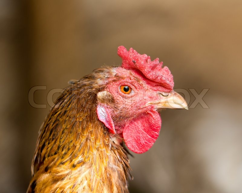 Portrait of a chicken | Stock image | Colourbox