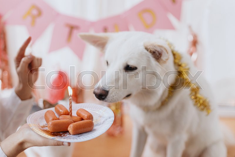 Cute Animals Eating Cake