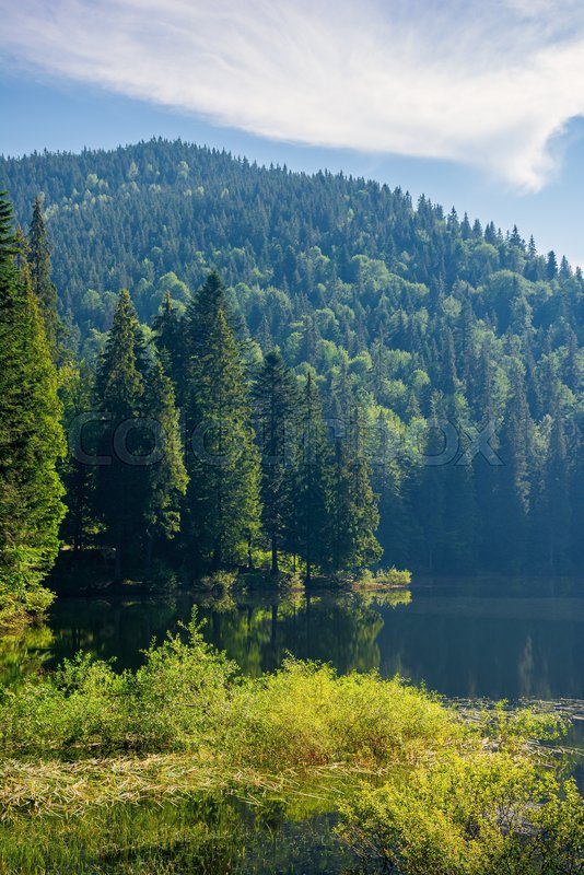 Coniferous Forest Summer