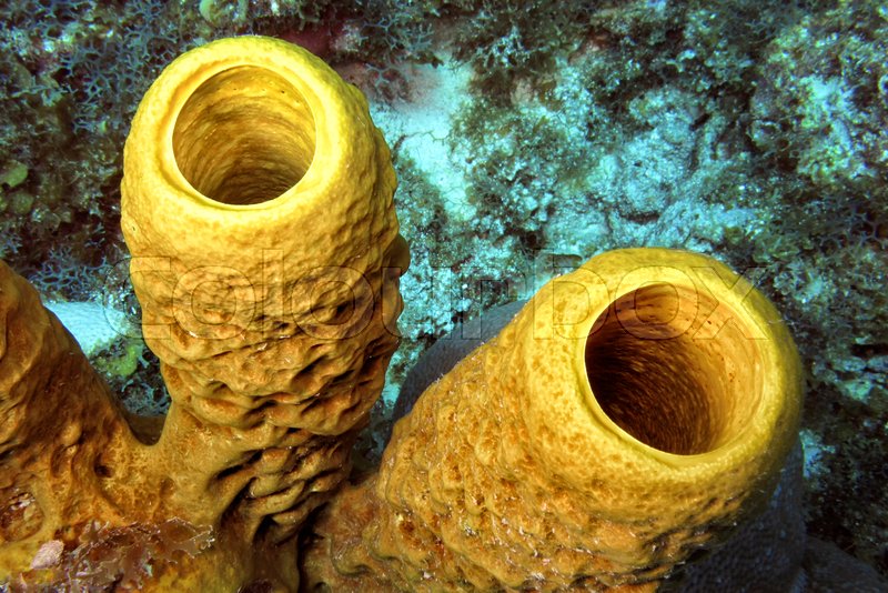 Yellow Sea Sponge