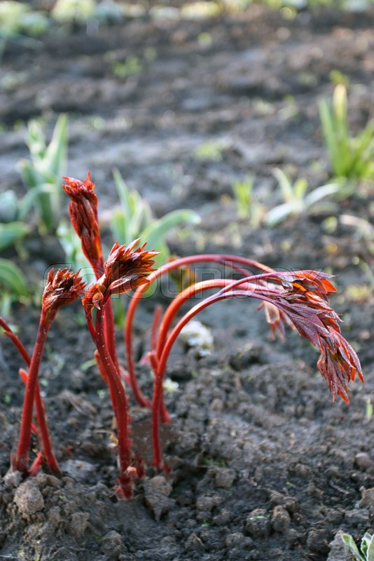 Young Peony Plant