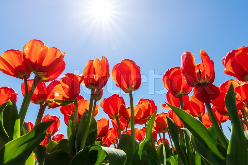 Red Tulip Flower Field