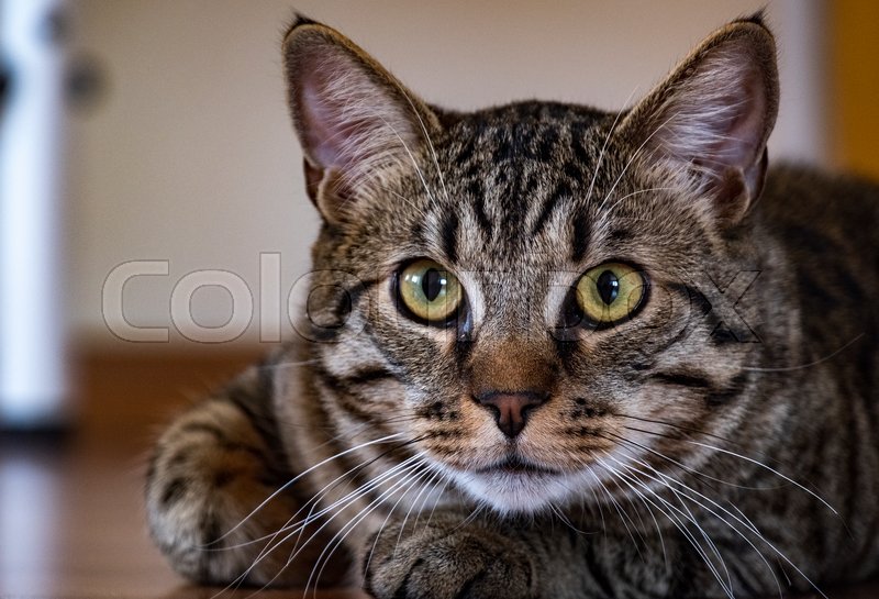 Classic Tabby Cat