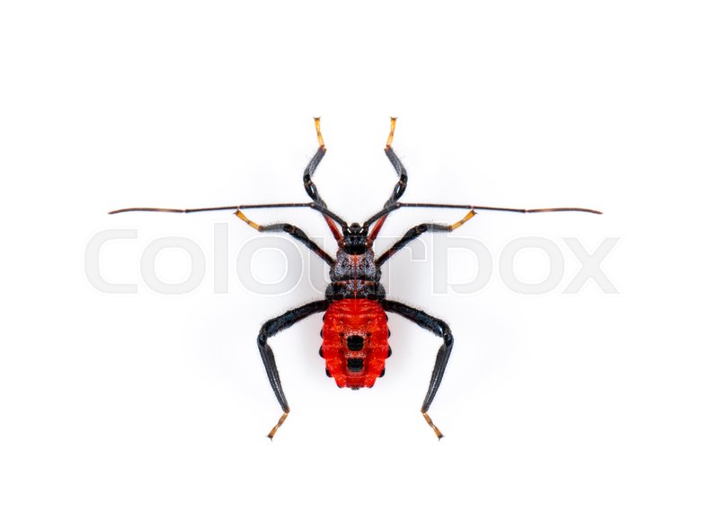 Assassin Bug