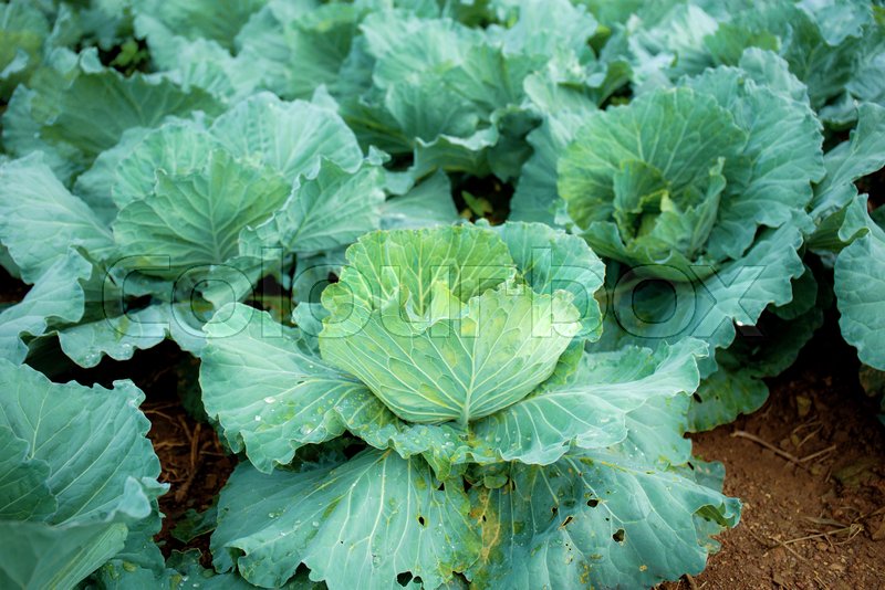 Cabbage on ground in a field planted on ... | Stock image | Colourbox