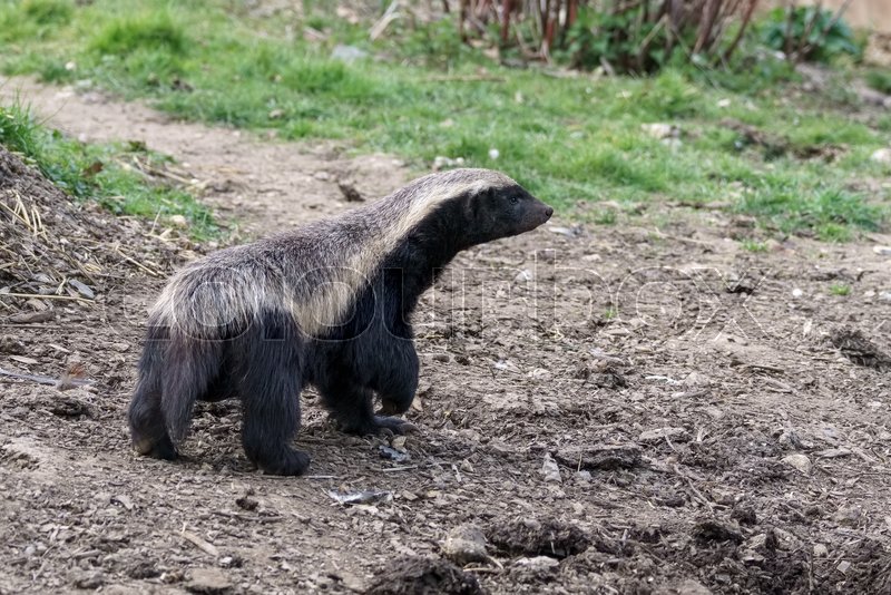 Honey Badger Standing