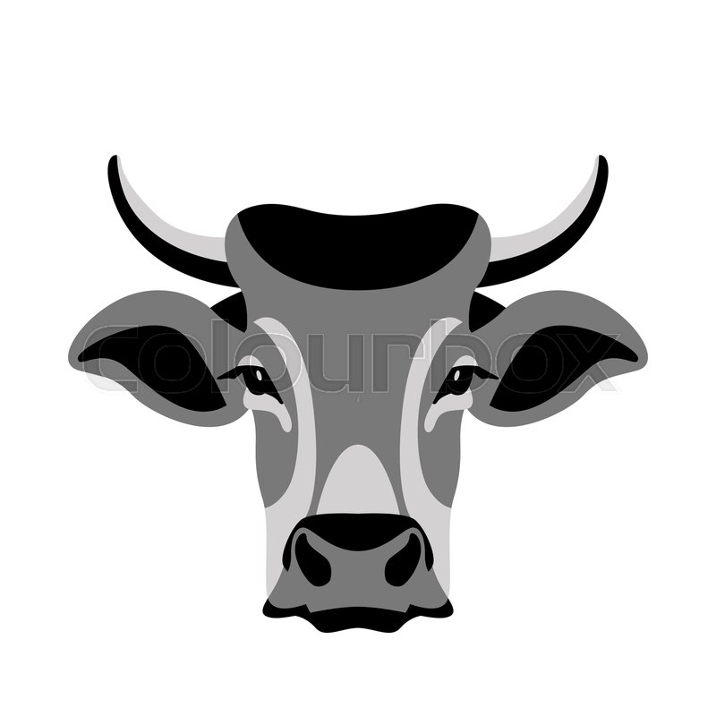 Cow Front View