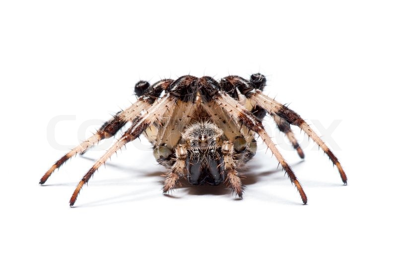 Spider | Stock image | Colourbox