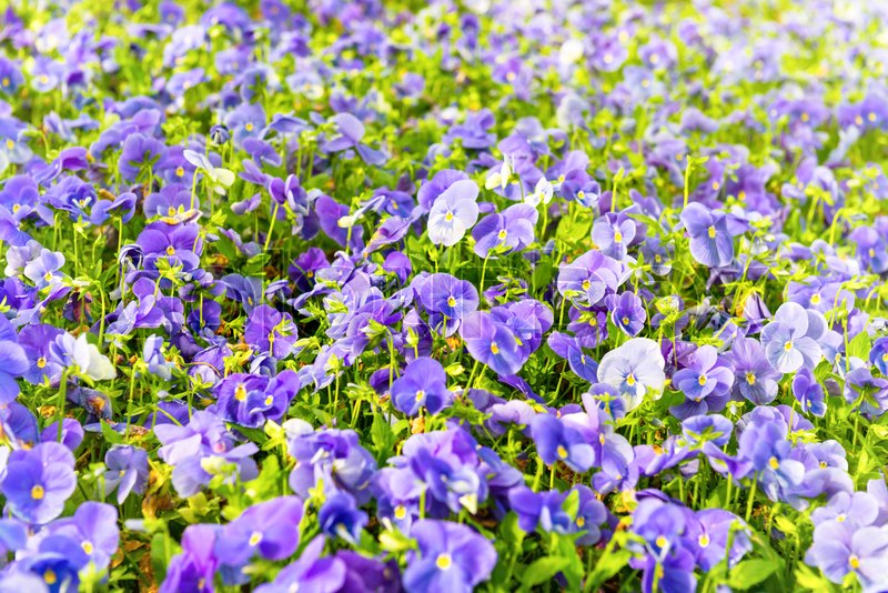 Field on violet flowers, spring flower ... | Stock image | Colourbox