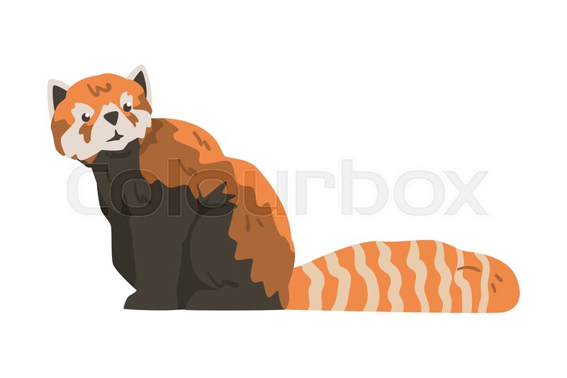 Side View of Cute Sitting Red Panda, ... | Stock vector | Colourbox