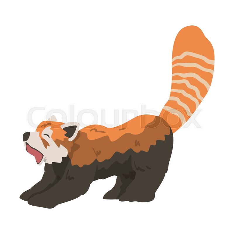 Side View of Adorable Cute Red Panda ... | Stock vector | Colourbox