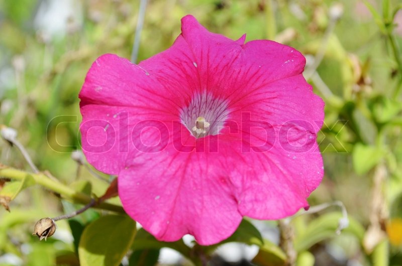 Pink bell flowers | Stock Photo | Colourbox