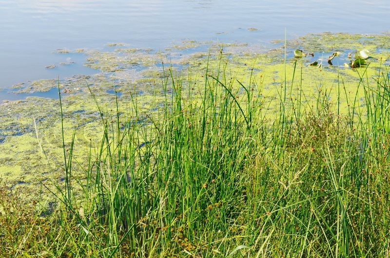 Reed | Stock image | Colourbox