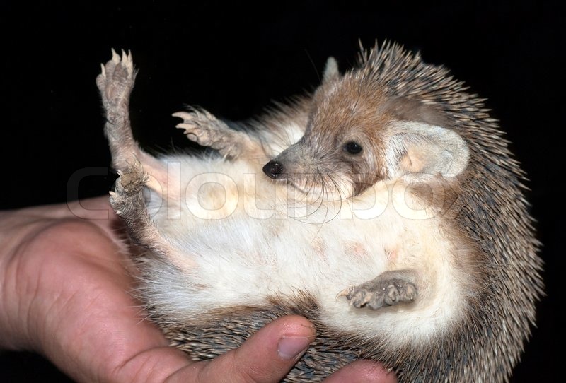 Hedgehog in hands | Stock Photo | Colourbox