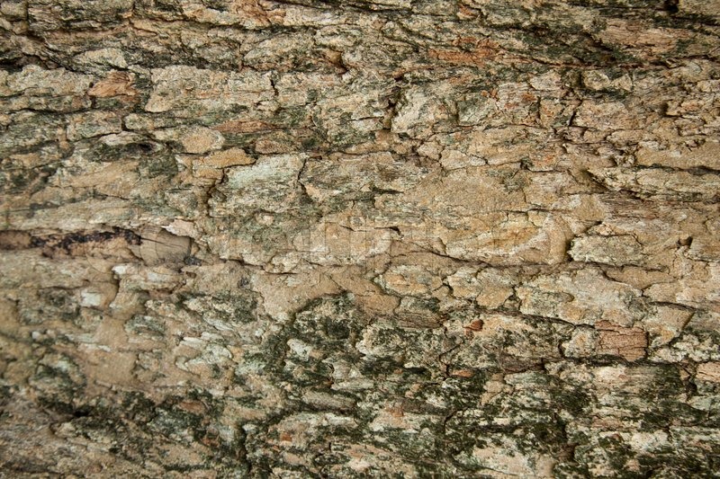 Surface of the tree | Stock image | Colourbox