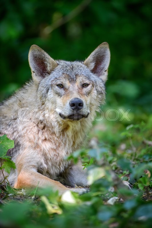 Nature Scenes With Wolves