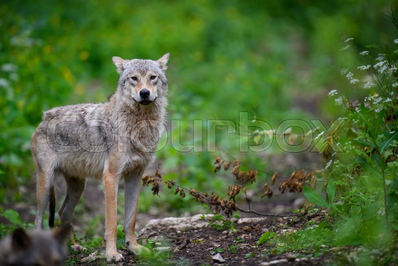 Nature Scenes With Wolves