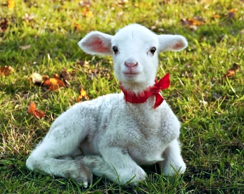 About Cutest Lamb