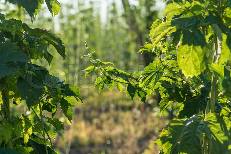 Close up og green hops leaves on a ... | Stock image | Colourbox