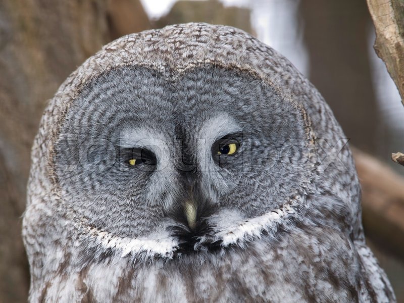 Große graue Eule | Stock Bild | Colourbox