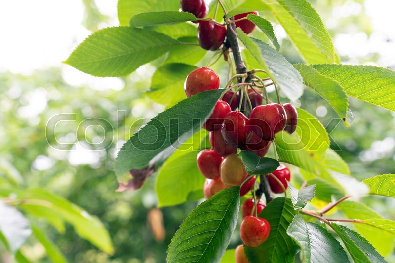 Cherry Fruit Garden