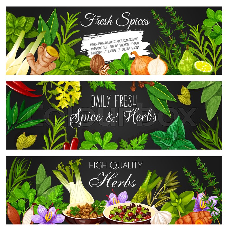 Herbs, spices and seasonings banners. ... | Stock vector | Colourbox