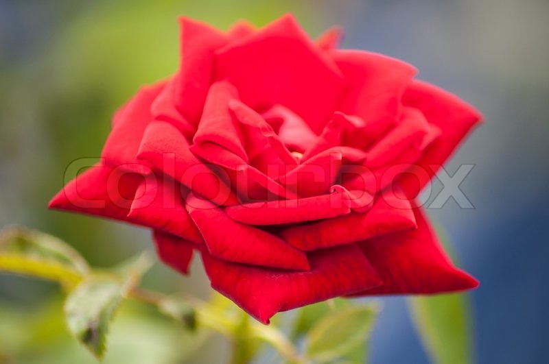Rote rose | Stock Bild | Colourbox