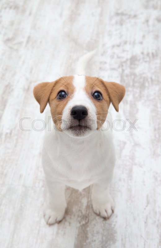 Jack Russell Sitting